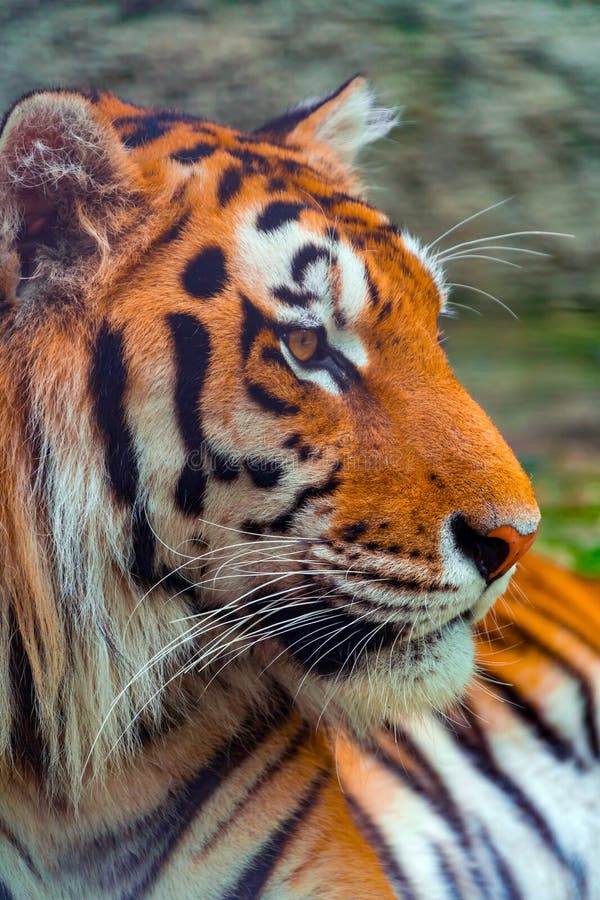 Portrait of a Big Tiger in Profile, Close-up Stock Image - Image of ...