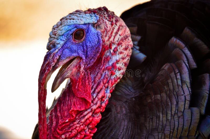 Portrait of a big turkey stock image. Image of feathery - 261547247