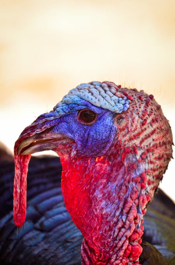 Portrait of a big turkey stock photo. Image of color - 261547256