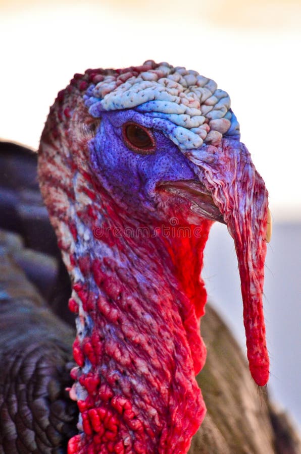 Portrait of a big turkey stock image. Image of trot - 261547267