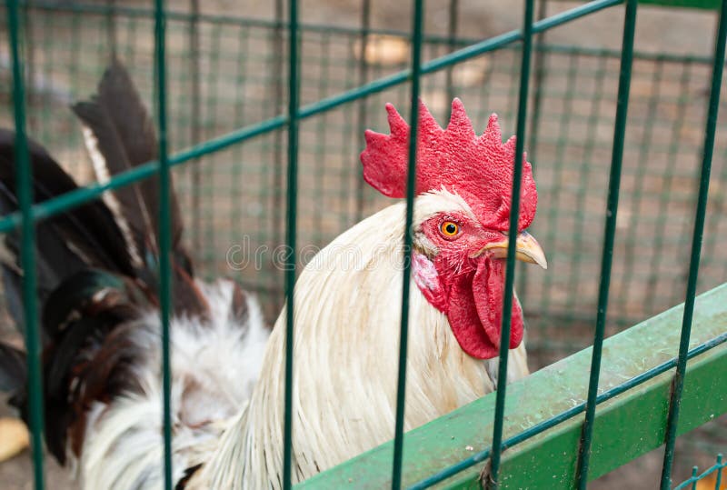 Portrait of Big White Chicken Looking at Camera. Stock Photo - Image of ...