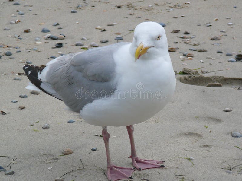 Portrait of a Big White Gull Stock Image - Image of wild, wind: 97861189