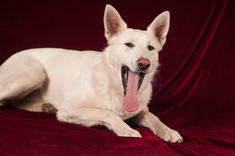 Portrait of Big White Mixed Breed Dog Stock Image - Image of indoor ...