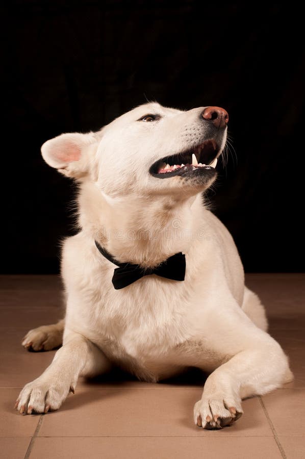 Portrait of Big White Mixed Breed Dog Stock Photo - Image of mixed ...