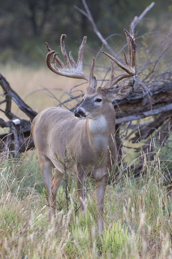 Portrait of Big Whitetail Deer in Vertical Format Stock Photo - Image ...