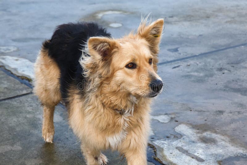 Portrait of the Big Yellow Street Dog Stock Image - Image of life ...