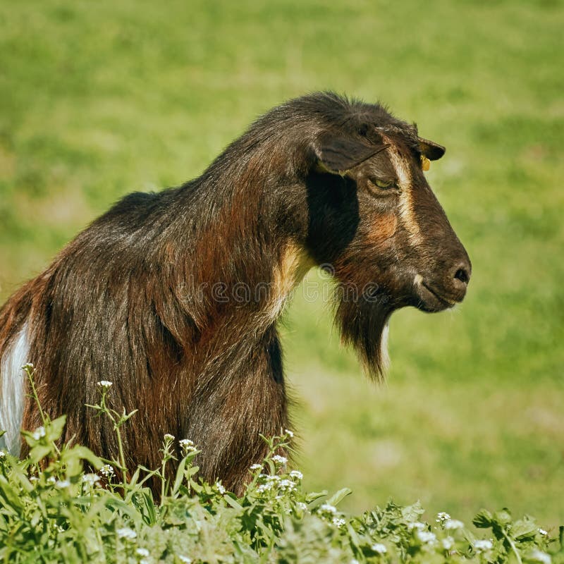 Portrait of Billy Goat stock photo. Image of cloven, goat - 79066606