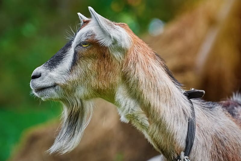 Portrait of a Billy Goat stock image. Image of billygoat - 77876673