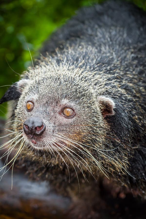 The portrait of Binturong stock image. Image of asia - 29753985