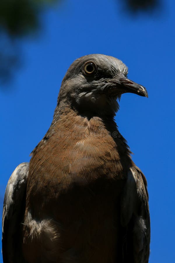 Portrait of Bird, into the Eyes of Bird Stock Photo - Image of thai ...