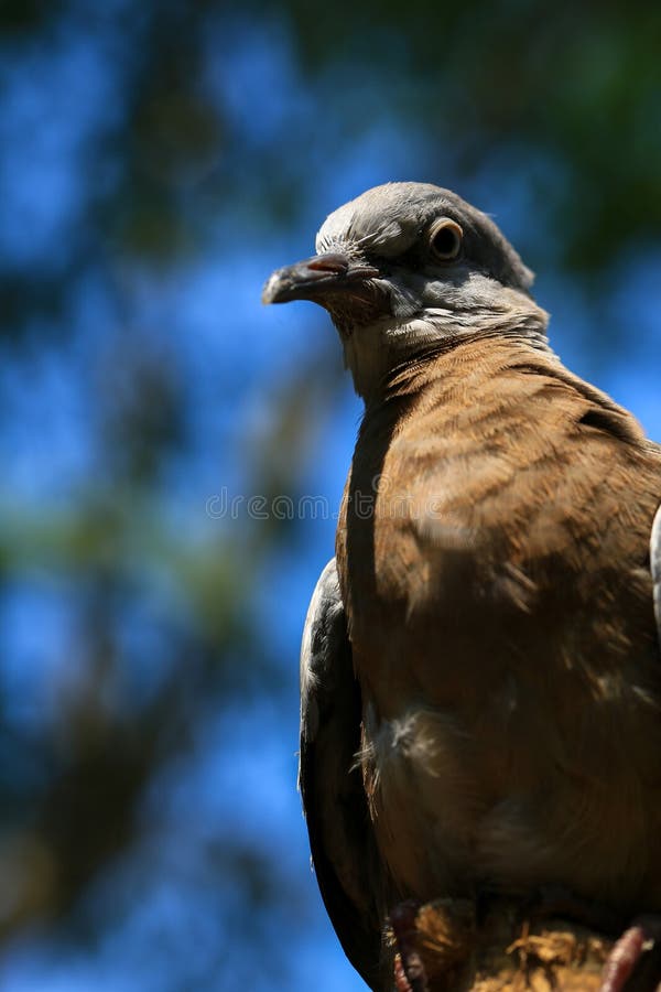 Portrait of Bird, into the Eyes of Bird Stock Photo - Image of closeup ...