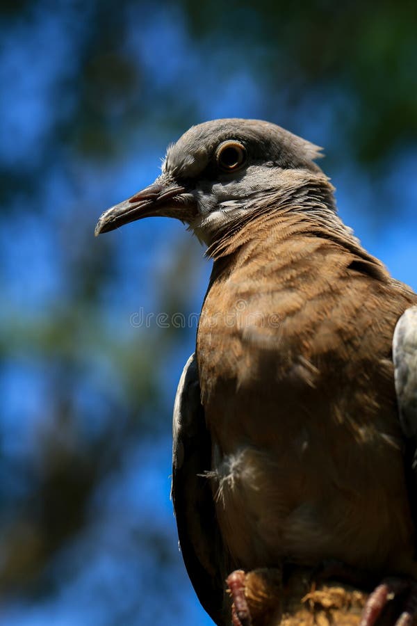 Portrait of Bird, into the Eyes of Bird Stock Photo - Image of animal ...
