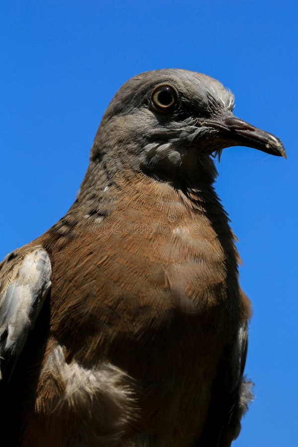 Portrait of Bird, into the Eyes of Bird Stock Image - Image of flame ...