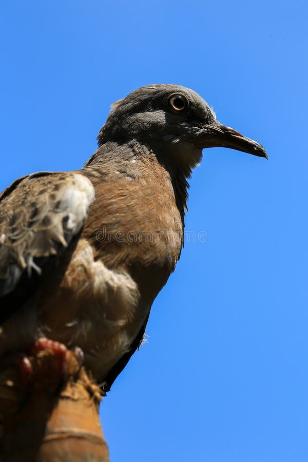 Portrait of Bird, into the Eyes of Bird Stock Image - Image of flower ...