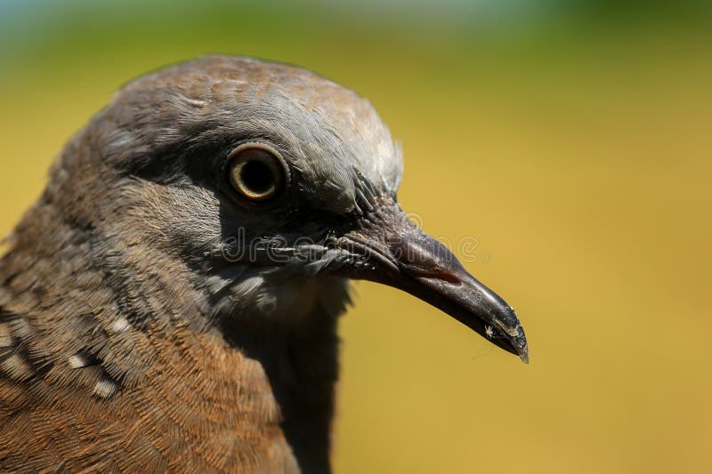 Portrait of Bird, into the Eyes of Bird Stock Image - Image of closeup ...