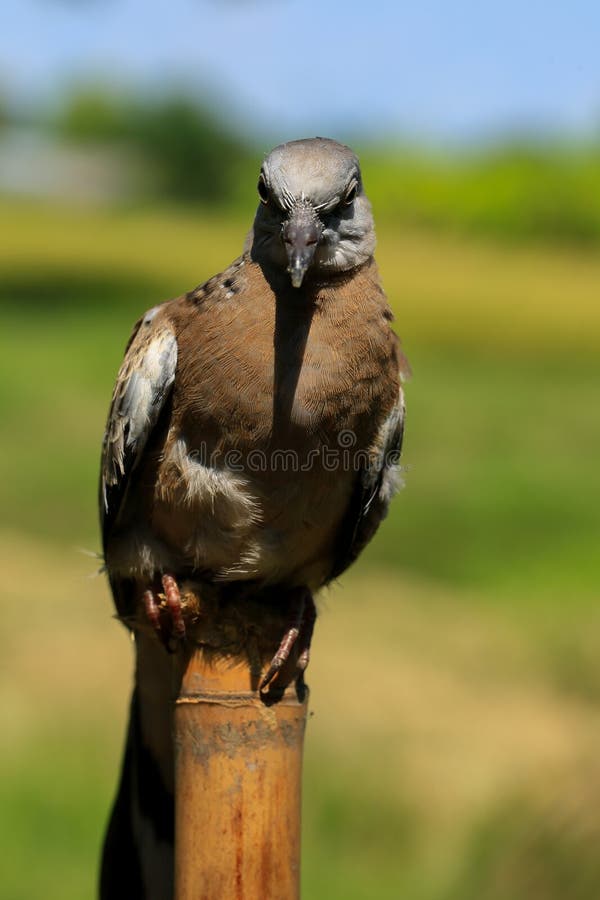 Portrait of Bird, into the Eyes of Bird Stock Photo - Image of ...