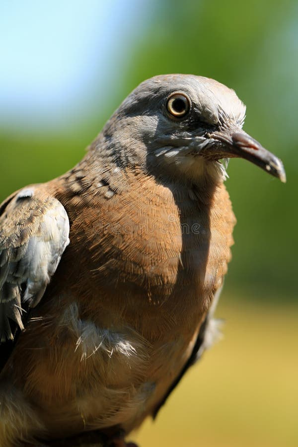 Portrait of Bird, into the Eyes of Bird Stock Photo - Image of black ...