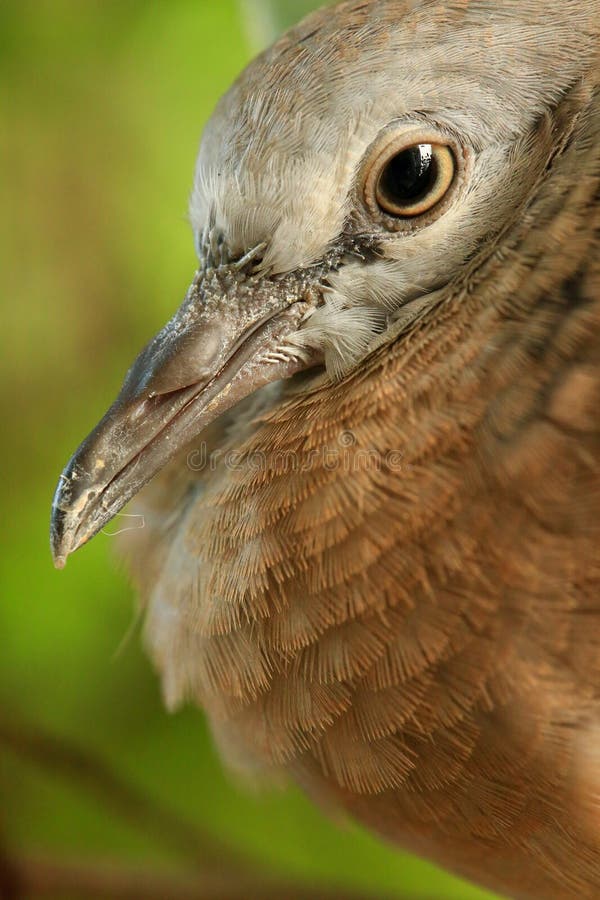 Portrait of Bird, into the Eyes of Bird Stock Image - Image of flower ...