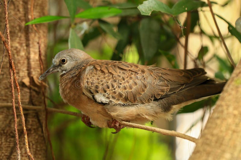 Portrait of Bird, into the Eyes of Bird Stock Image - Image of nature ...