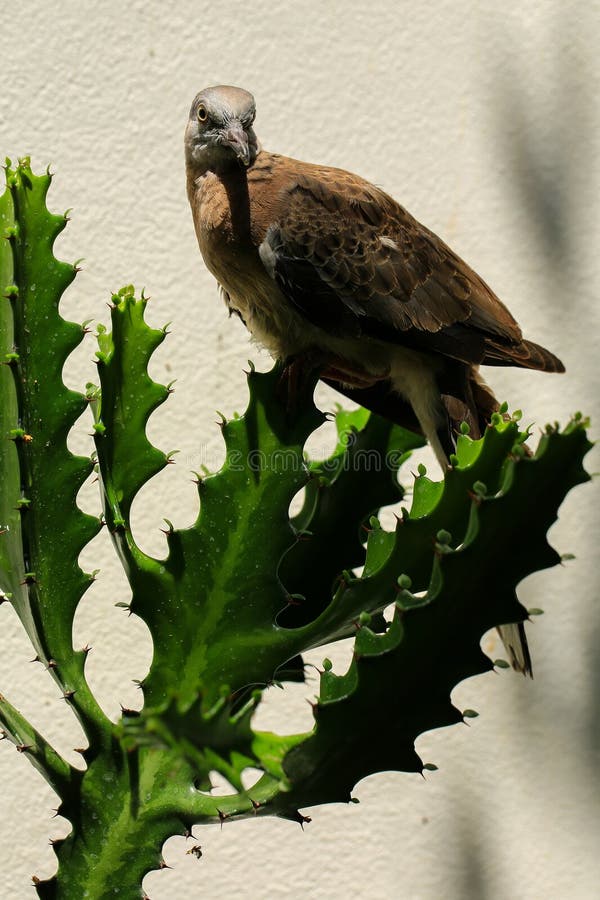 Portrait of Bird, into the Eyes of Bird Stock Image - Image of nature ...