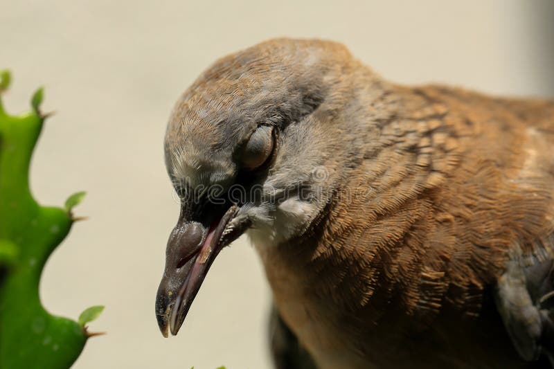 Portrait of Bird, into the Eyes of Bird Stock Image - Image of flame ...