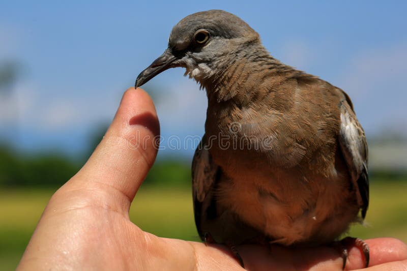 Portrait of Bird, into the Eyes of Bird Stock Image - Image of bird ...