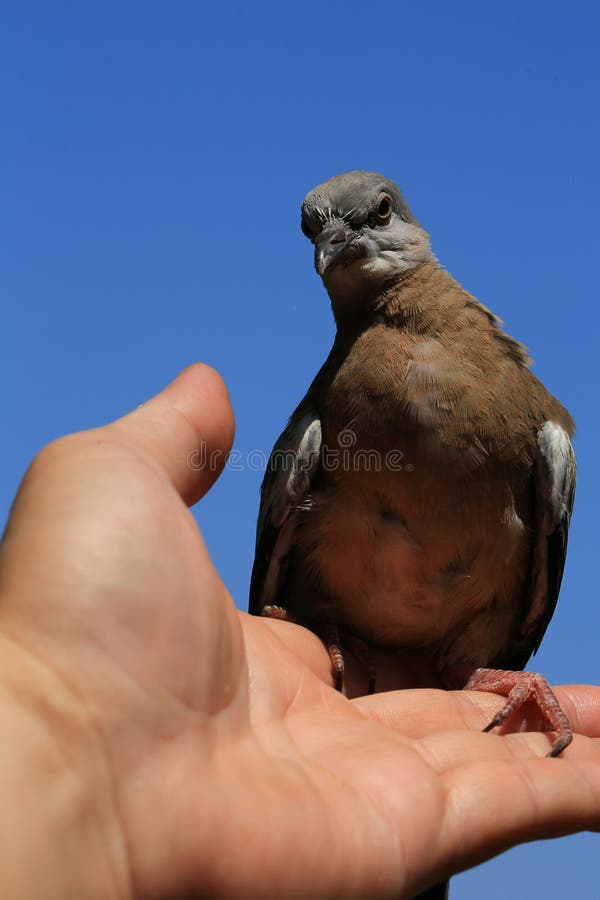 Portrait of Bird, into the Eyes of Bird Stock Image - Image of beak ...