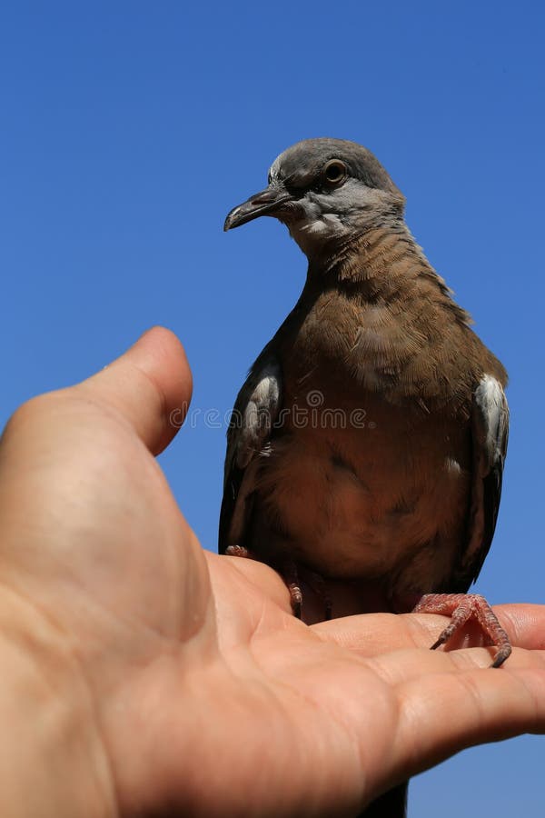 Portrait of Bird, into the Eyes of Bird Stock Photo - Image of portrait ...