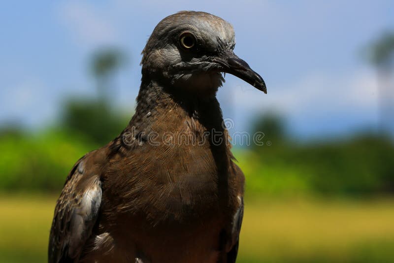 Portrait of Bird, into the Eyes of Bird Stock Photo - Image of shape ...