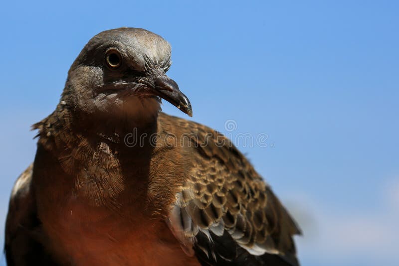Portrait of Bird, into the Eyes of Bird Stock Photo - Image of animal ...
