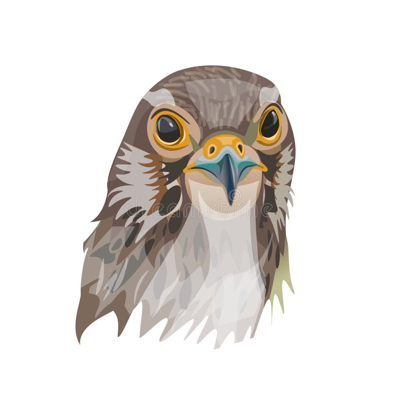 Hawk Beak Front View