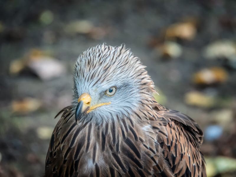 Portrait of a Bird Real Milano with Blue Plumage Stock Photo - Image of ...