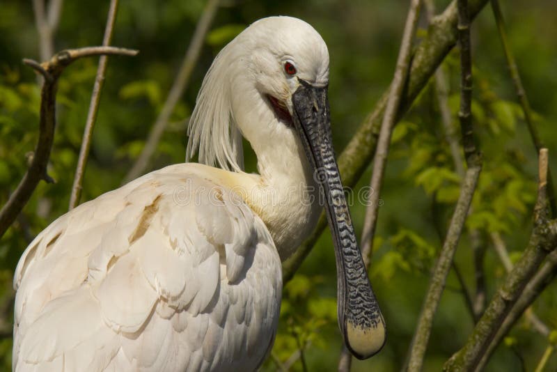 Portrait of bird spatula stock image. Image of tropical - 141217779