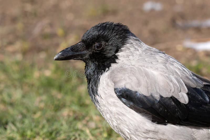 Portrait Birds Hooded Crow, Corvus Cornix Close Up Stock Image - Image ...