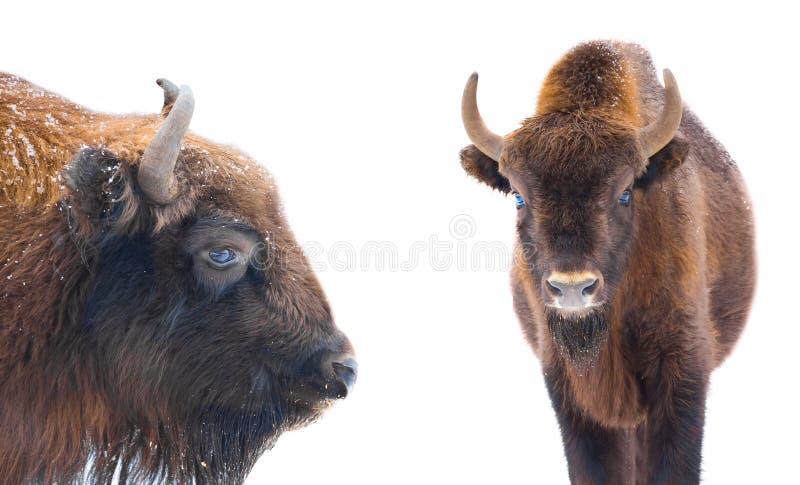 Buffalo isolated stock photo. Image of black, mammal - 31938478