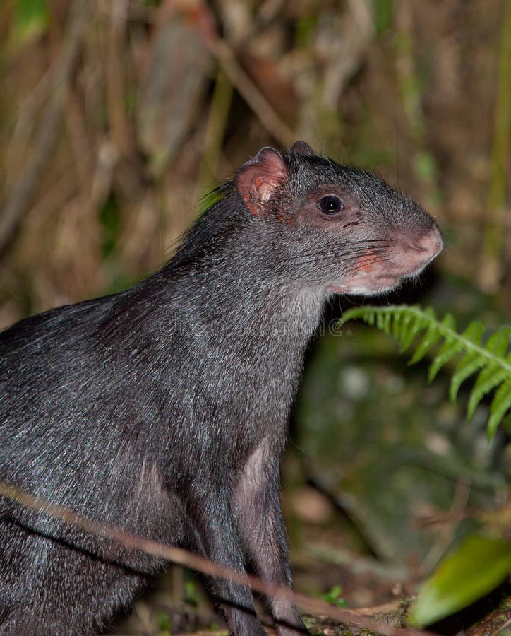 Black Agouti in the Jungle. Common Names: Guatusa O AgutÃ­ Negro Stock ...
