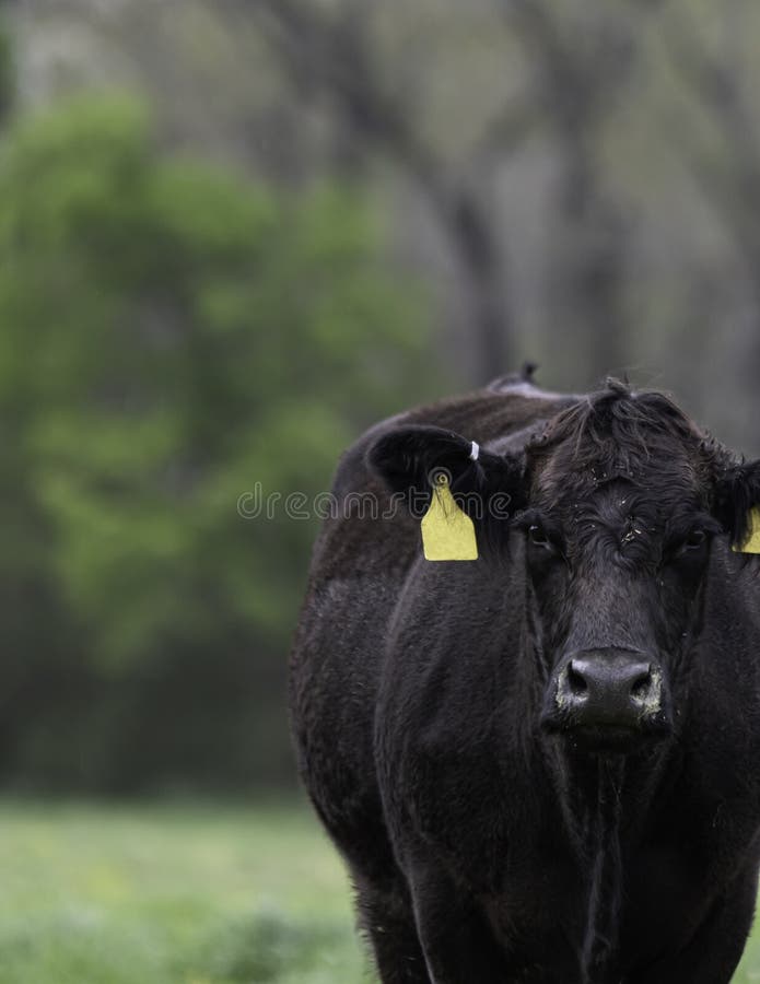 Portrait of Black Angus Heifer Stock Image - Image of ranching, heifer ...