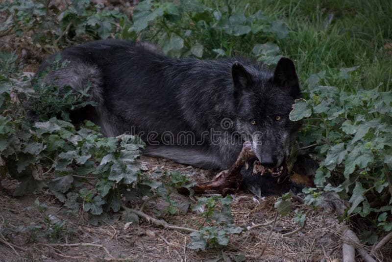 Black Arctic Wolf Eating Boar Stock Image - Image of gold, wild: 159445501