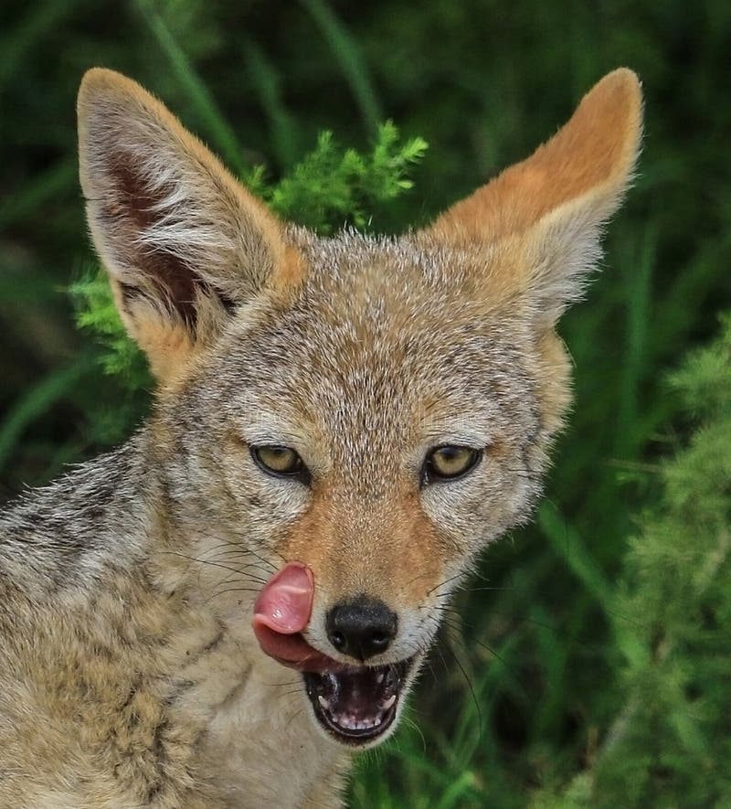 A Portrait of a Black Backed Jackal. Stock Photo - Image of backed ...