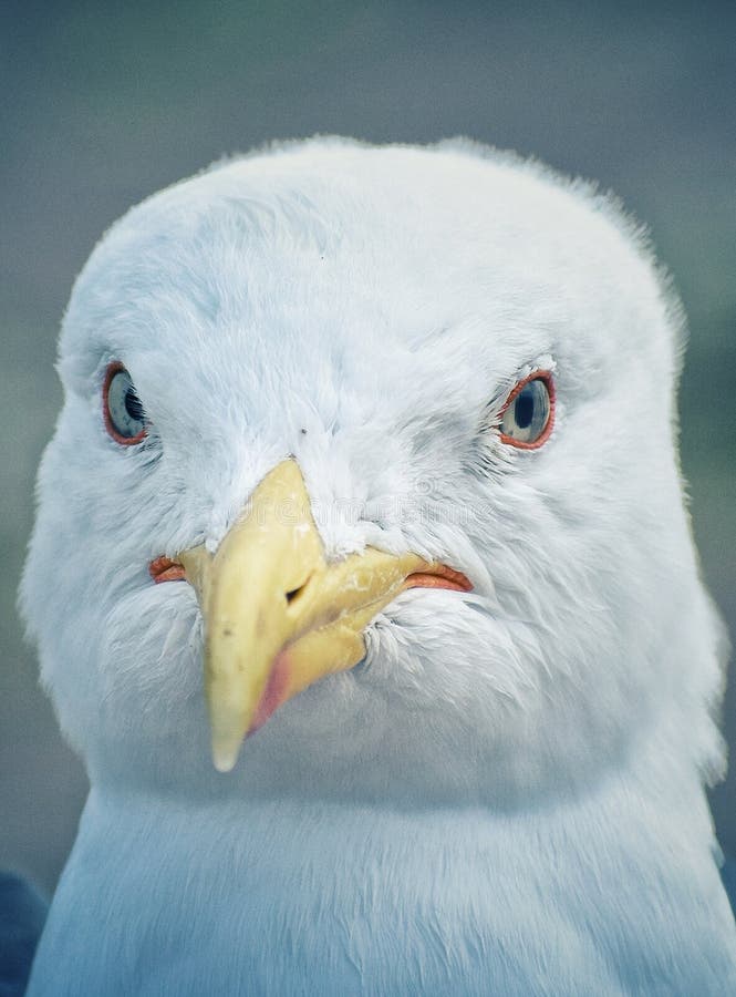 Portrait of a Black-backed Seagull Devon UK Stock Photo - Image of ...