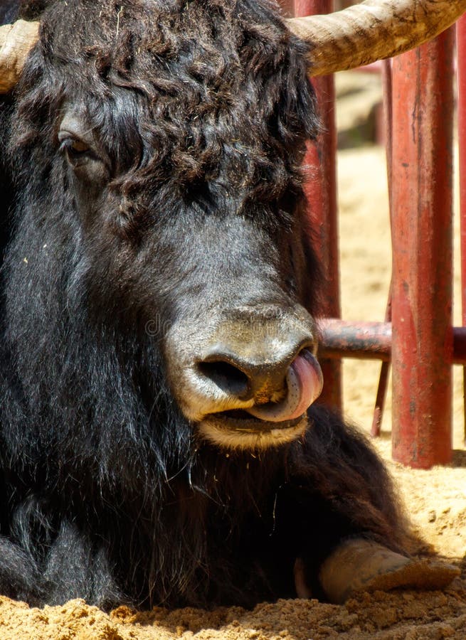Portrait of a Black Buffalo in the Zoo Stock Image - Image of nature ...