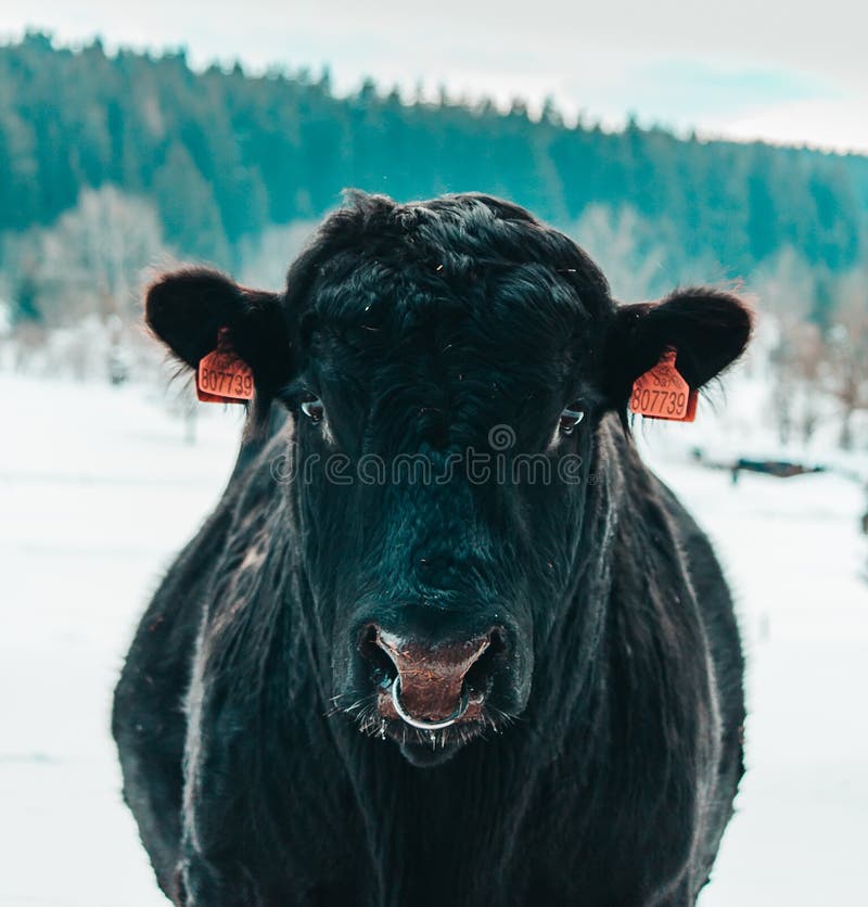 Portrait of Black Bull in Snow Winter Landscape with Trees Stock Image ...
