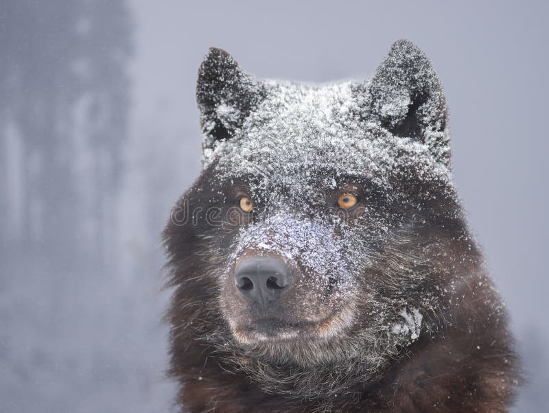 Black Canadian Wolf Close Up. Wild Animal with Thick Warm Hair. Canis ...