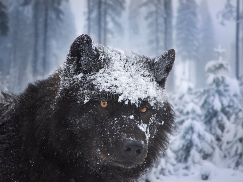 Portrait of Black Canadian Wolf in the Forest during a Snowfall Stock ...