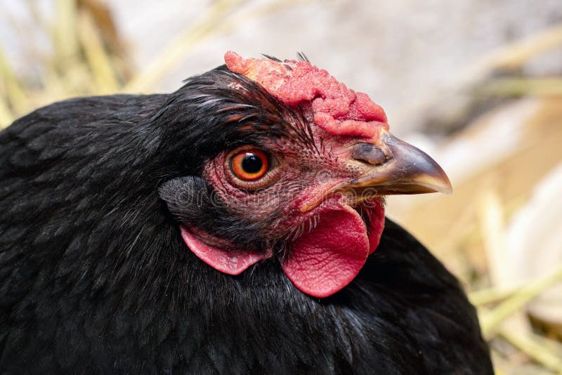 Portrait of a Black Chicken Close Up in Profile Stock Image - Image of ...