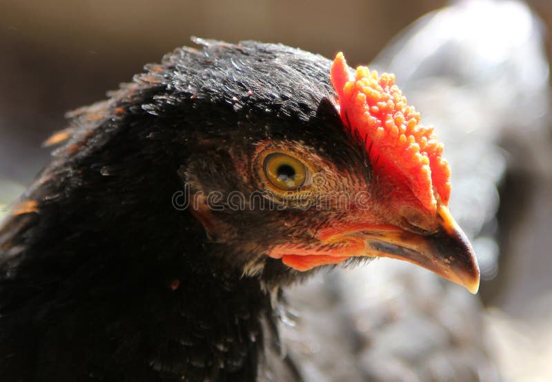 Portrait of a Black Chicken Stock Photo - Image of cockerel, barnyard ...