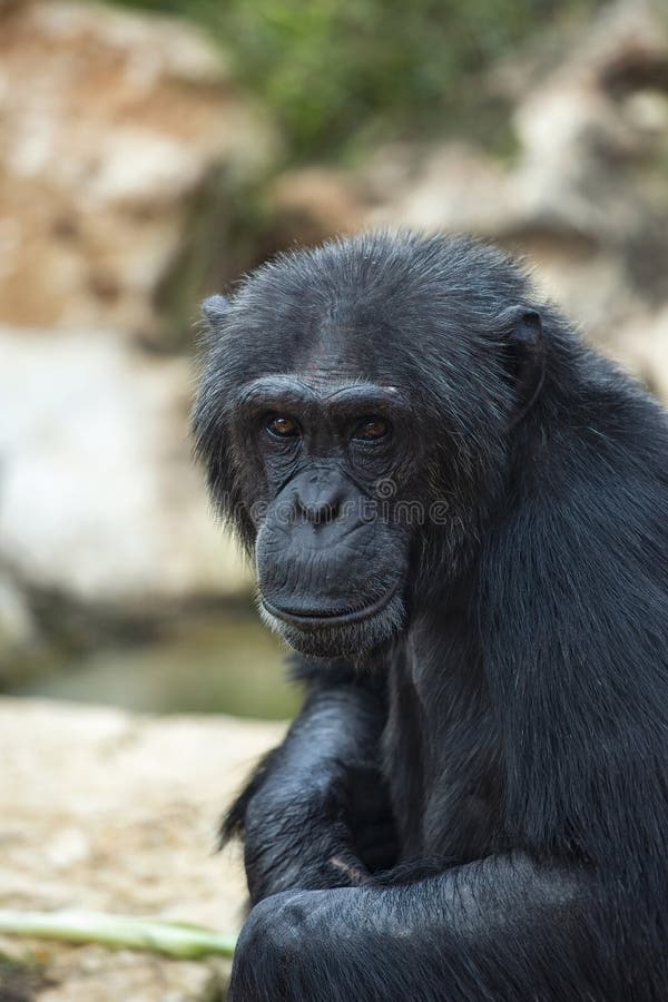 Black chimpanzee stock photo. Image of troglodytes, animal - 13243490