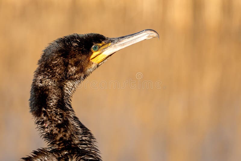 Portrait of a Black Cormorant Bird Stock Photo - Image of flight ...
