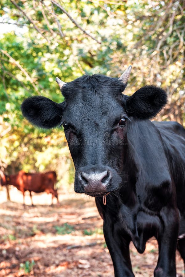 Portrait of black cow stock image. Image of front, group - 134220173