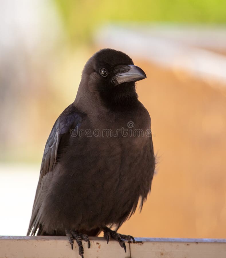 Portrait of a black crow. stock photo. Image of outdoors - 267975438
